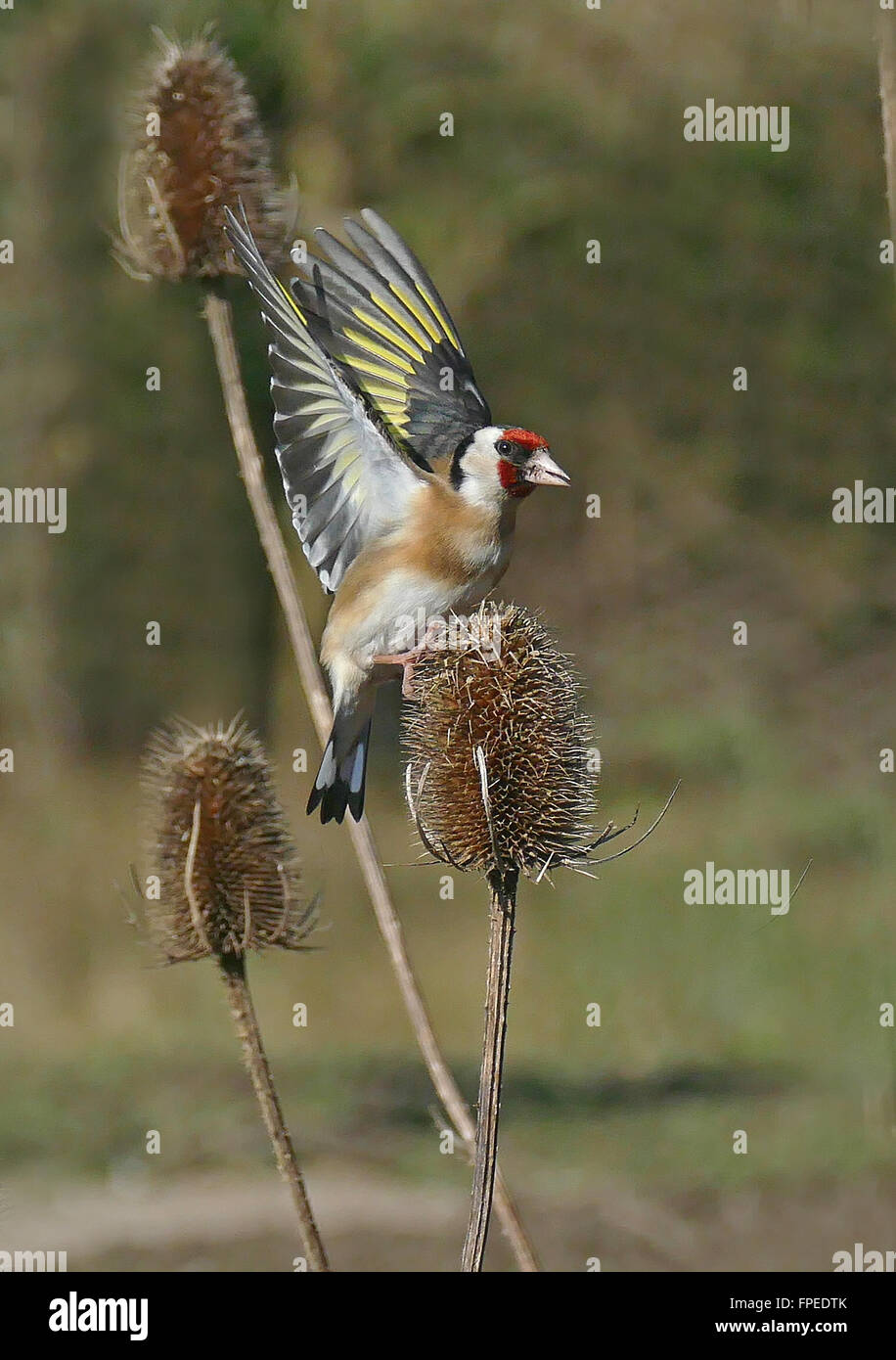Goldfinch uk flight hi-res stock photography and images - Alamy