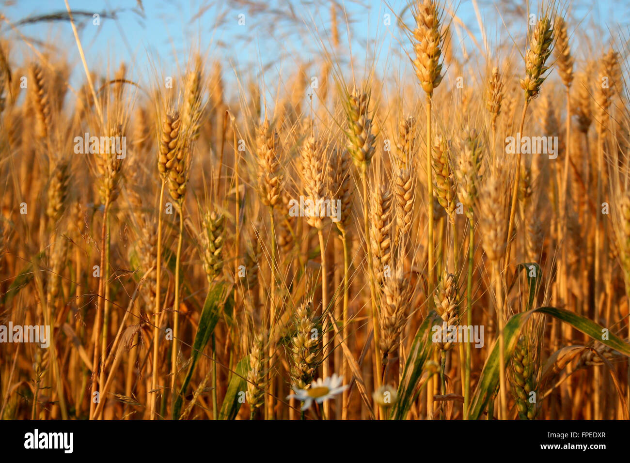 Cleaning wheat hi-res stock photography and images - Alamy