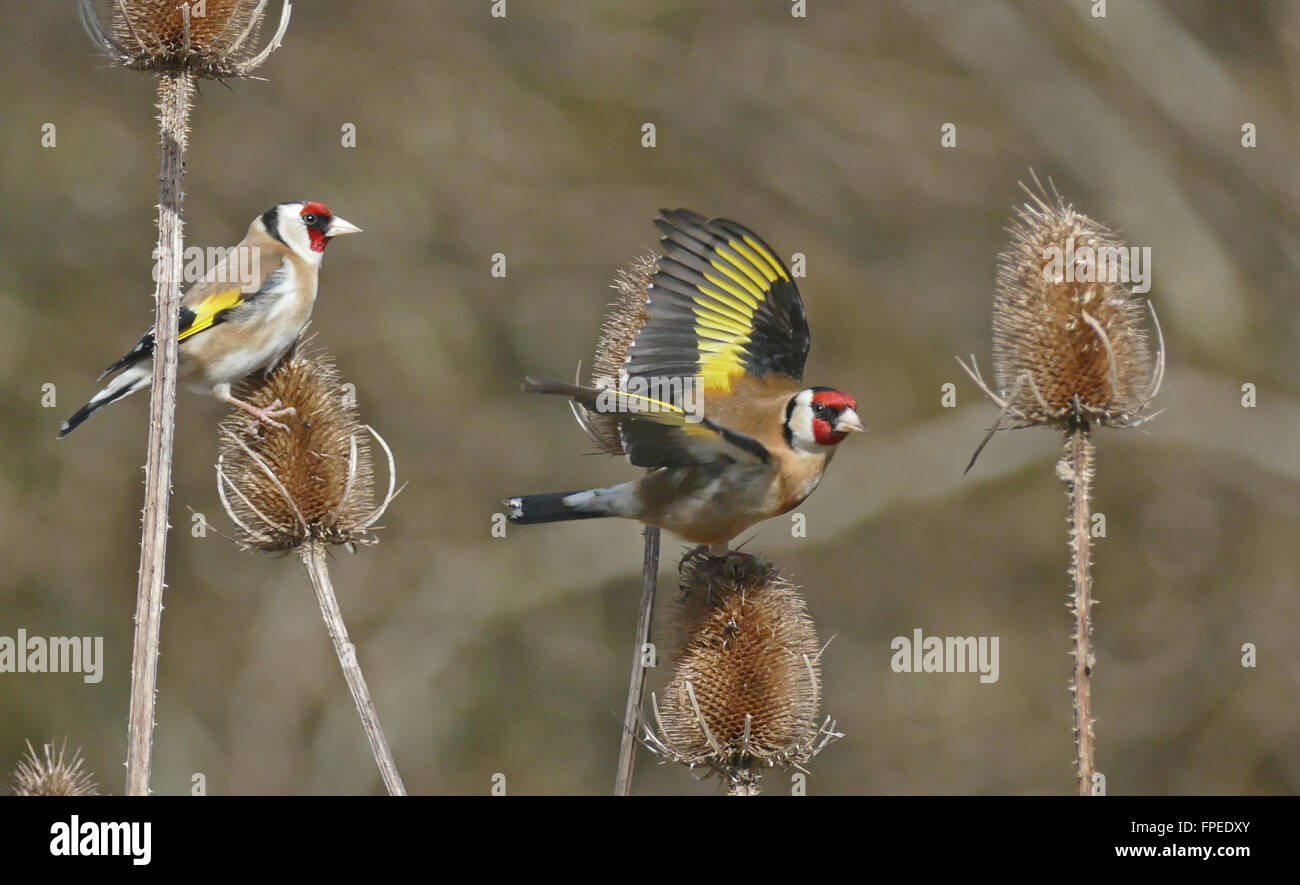 Goldfinch in flight hi-res stock photography and images - Alamy