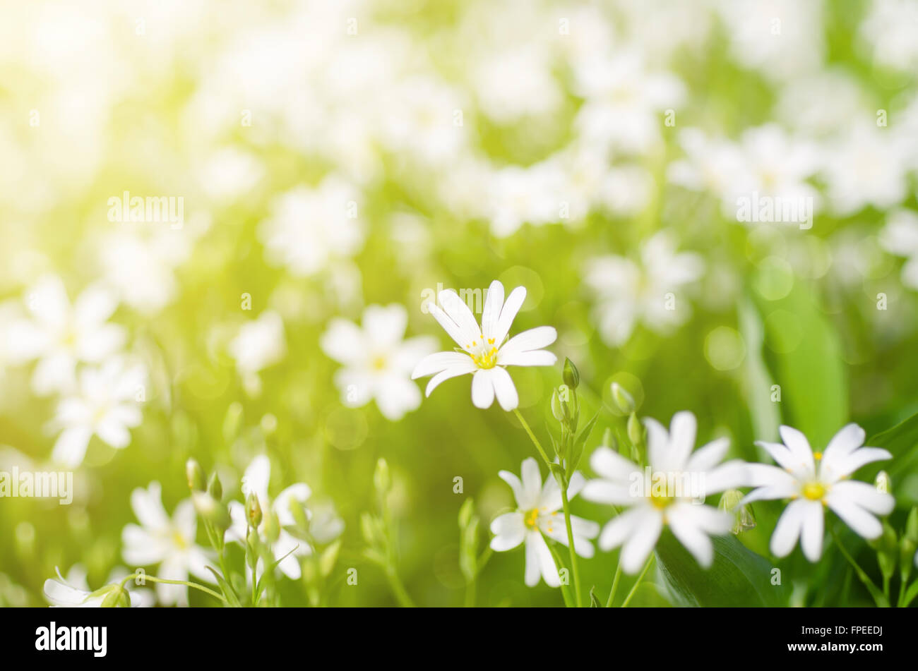 White spring flowers Stock Photo - Alamy