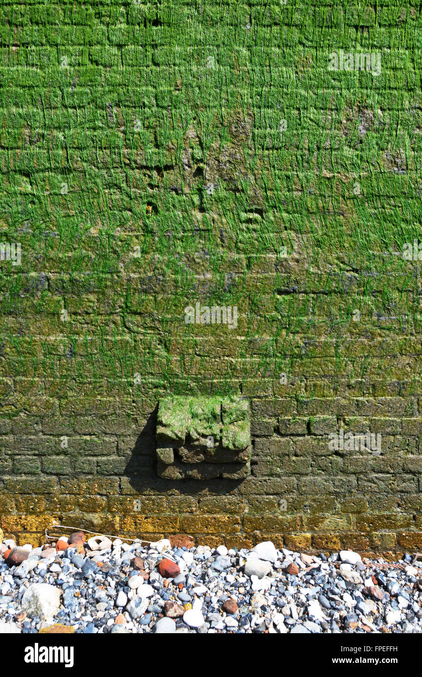 Thick wet algae like green slime growth on brick wall beside River ...