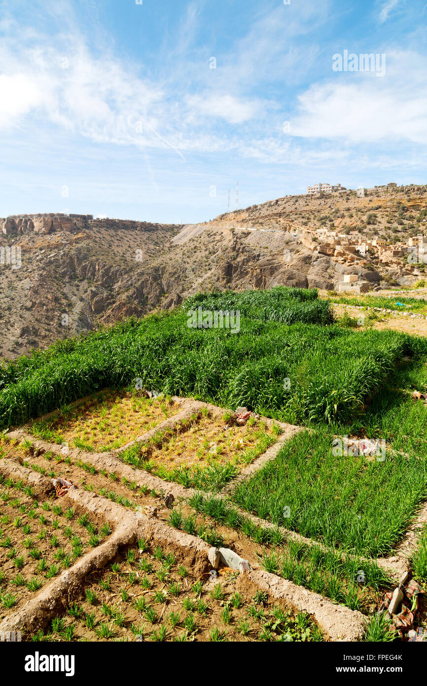 nature and color in oman the cultivation of rice plant hill Stock Photo ...