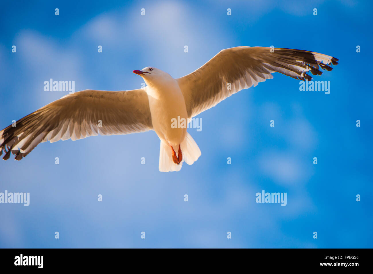 Funny seagulls hi-res stock photography and images - Alamy