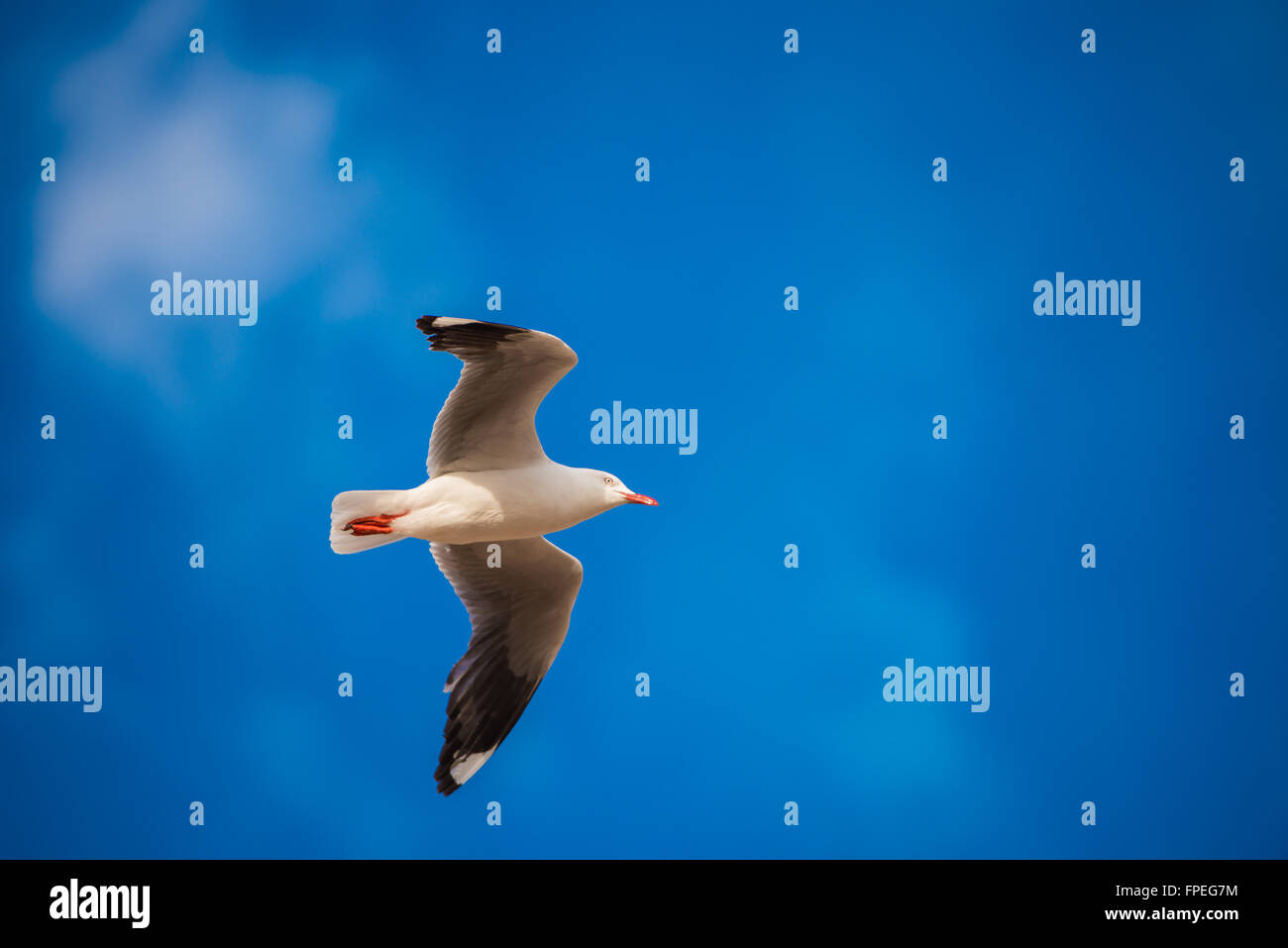 Fauna seagulls hi-res stock photography and images - Alamy