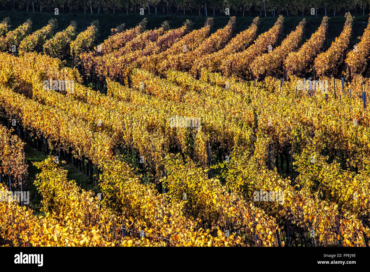 Aerial view of vineyards Stock Photo - Alamy