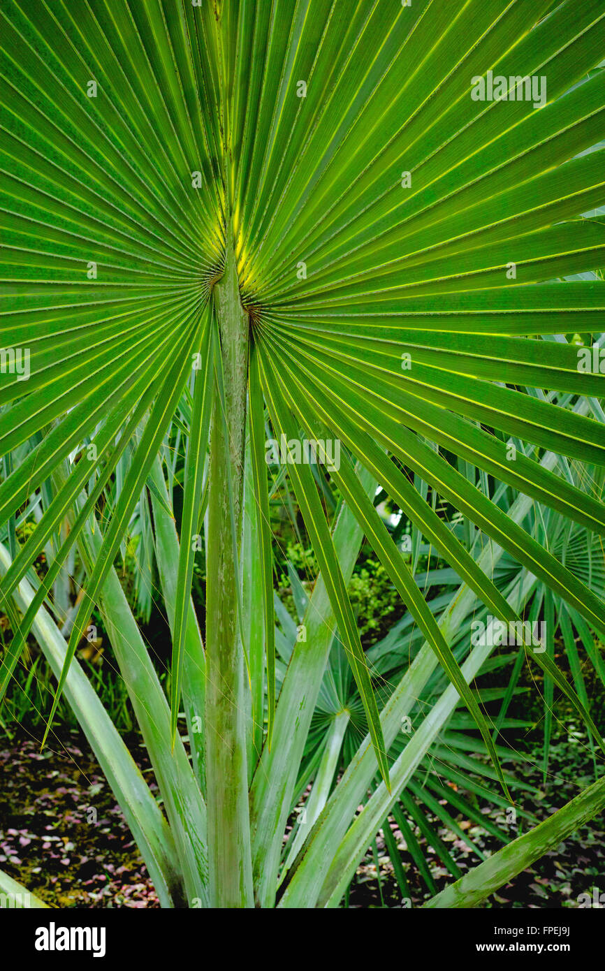 Repetition leaf hi-res stock photography and images - Alamy