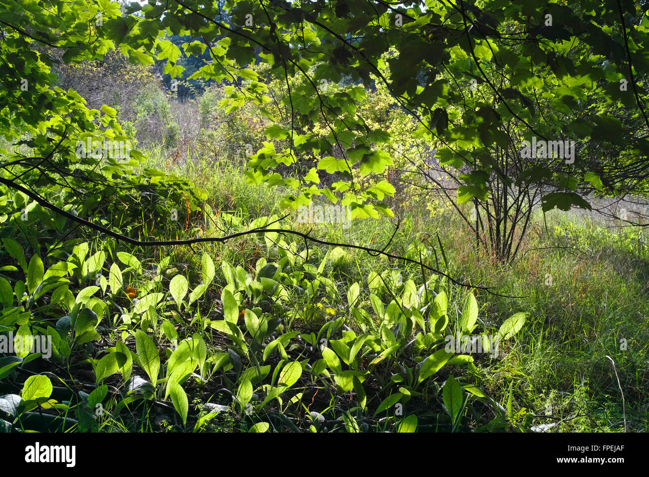 Backlit nature hi-res stock photography and images - Alamy