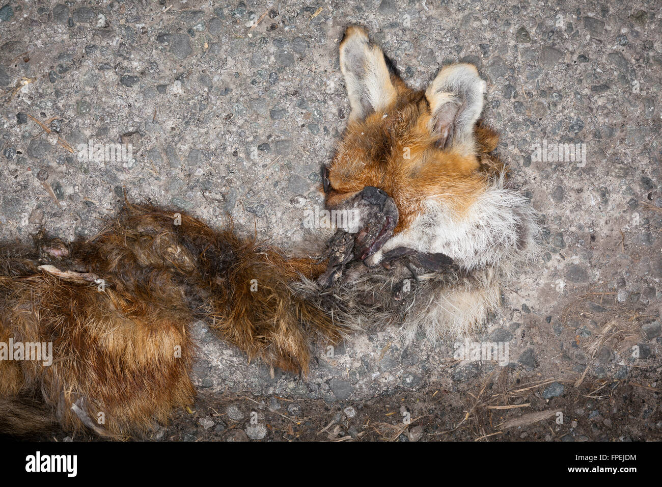 Roadkill, a fox lies flattened and dried out on the road Stock Photo ...