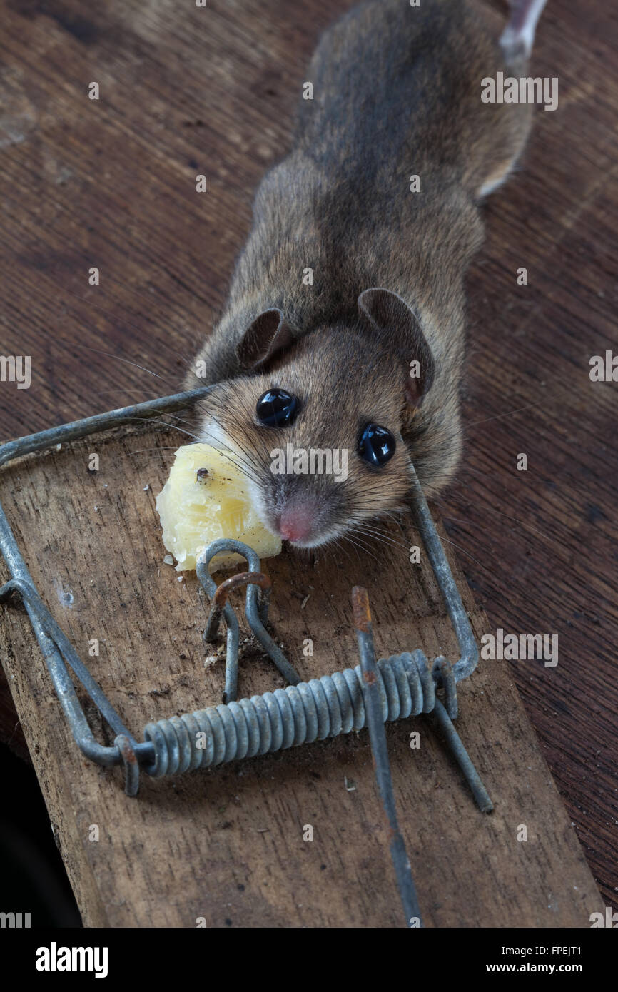 Spring trap hi-res stock photography and images - Alamy