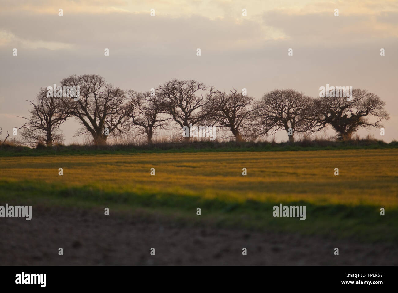 Oak Tree Line Silhouette