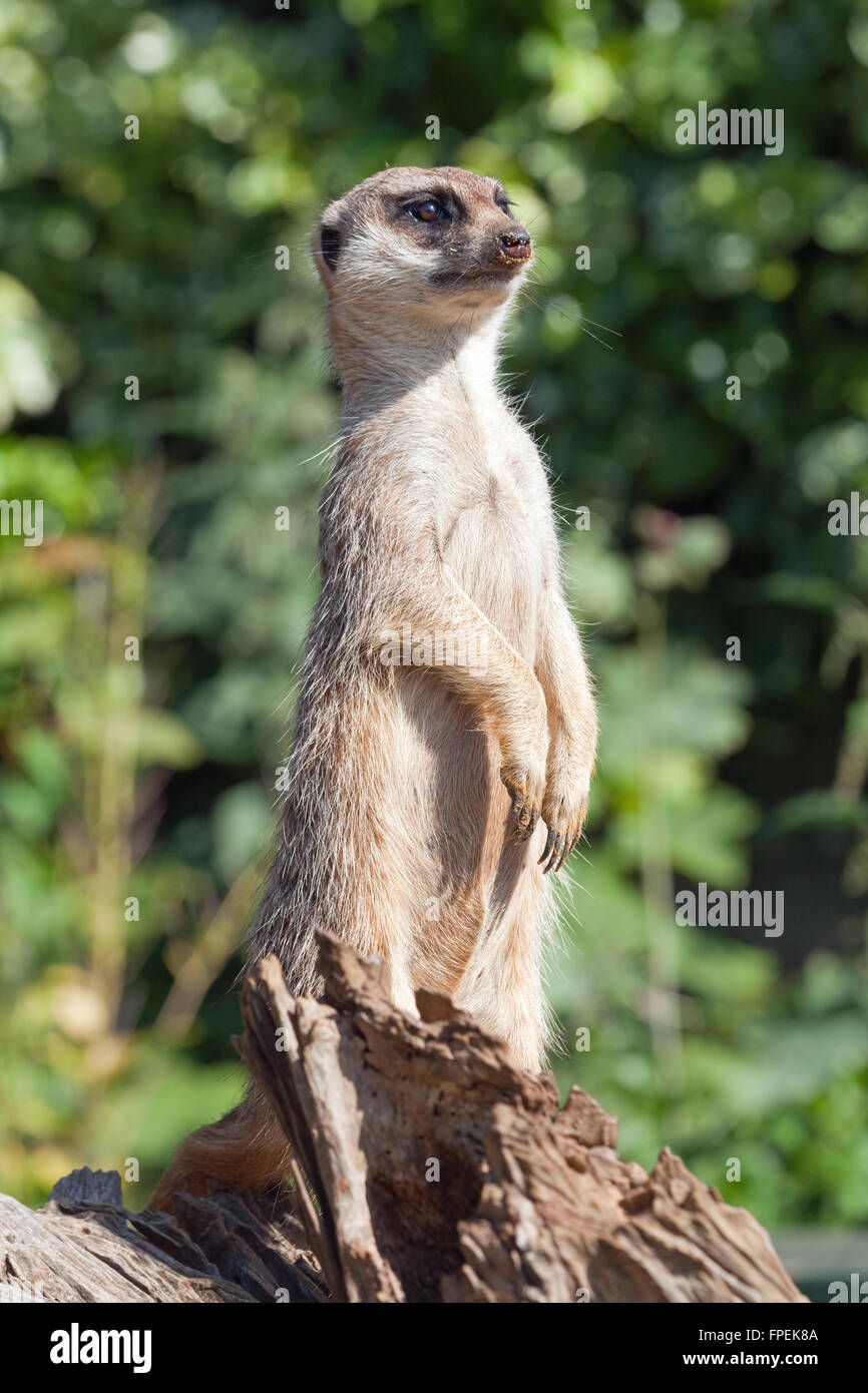 Suricate suricata suricatta hi-res stock photography and images - Alamy