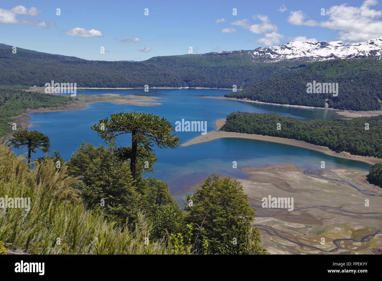 Lago Conguillio, Conguillio National Park, Patagonia, Chile Stock Photo ...