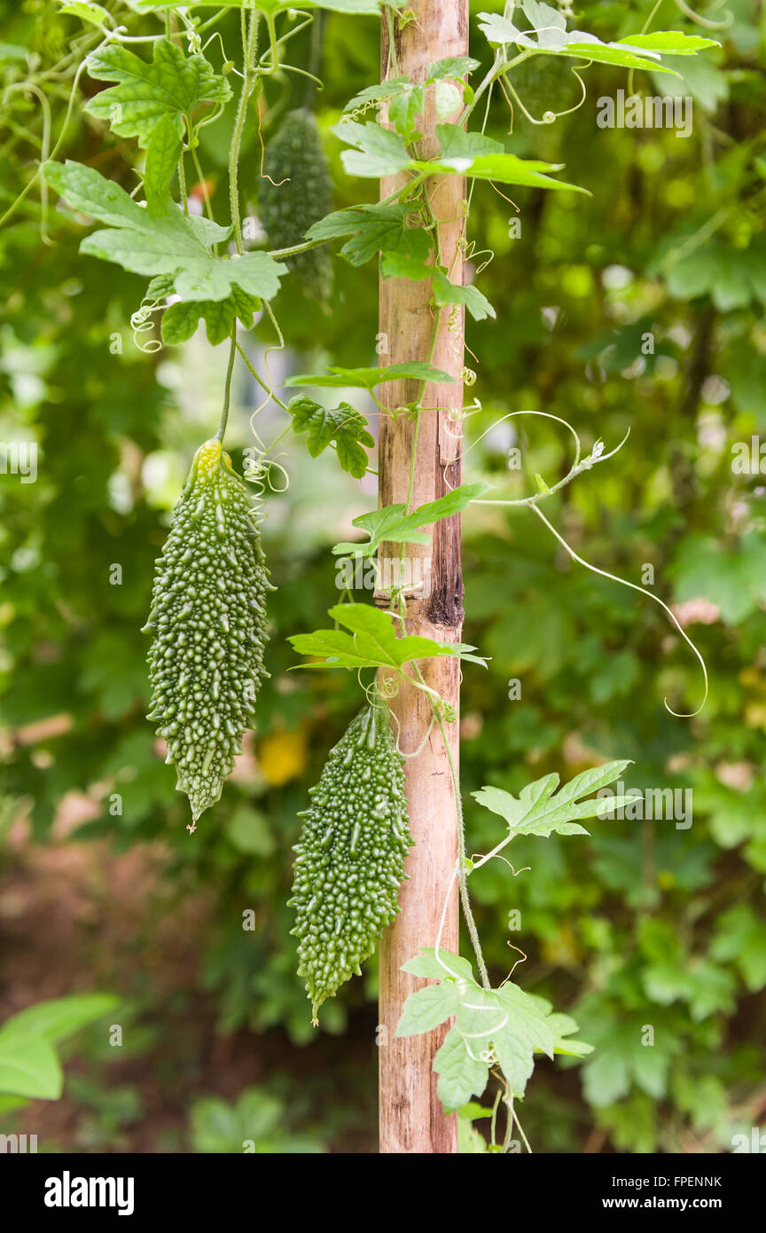 Fresh cucumber growing on tree ready for harvest Stock Photo - Alamy