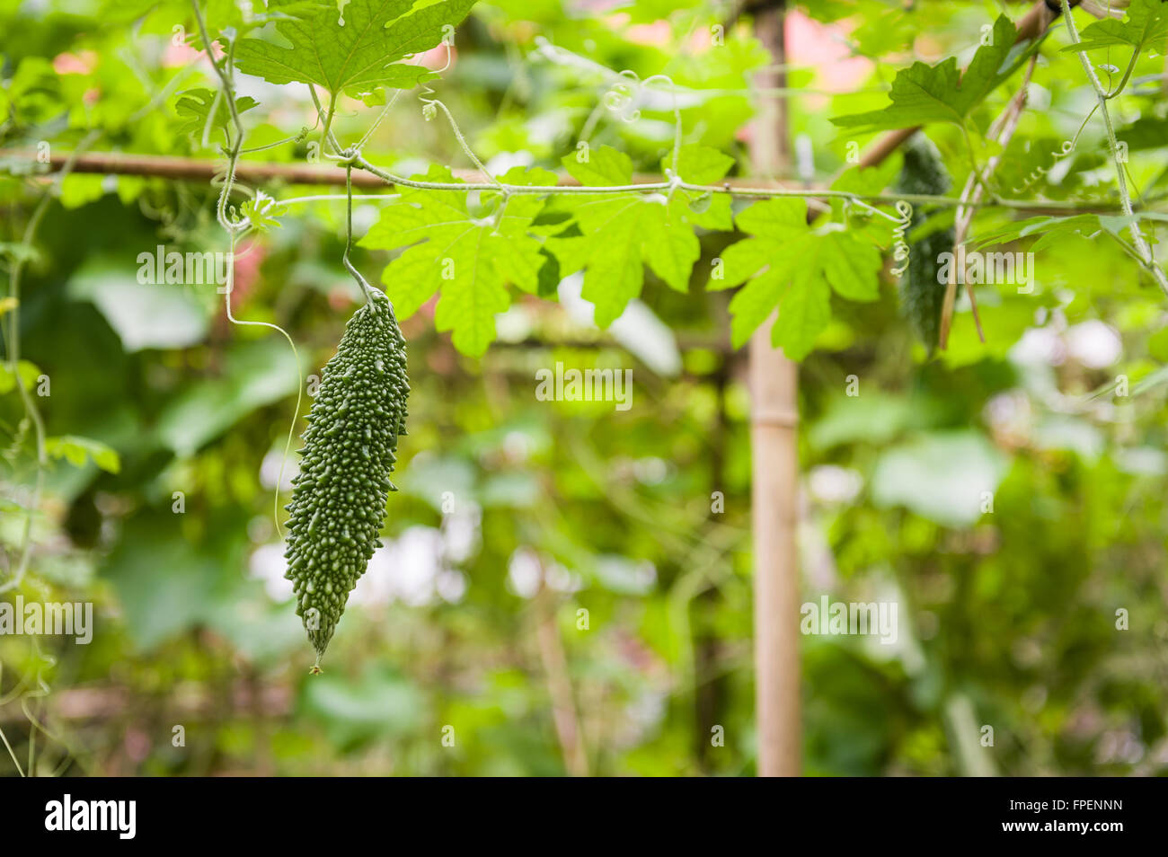 Fresh cucumber growing on tree ready for harvest Stock Photo - Alamy