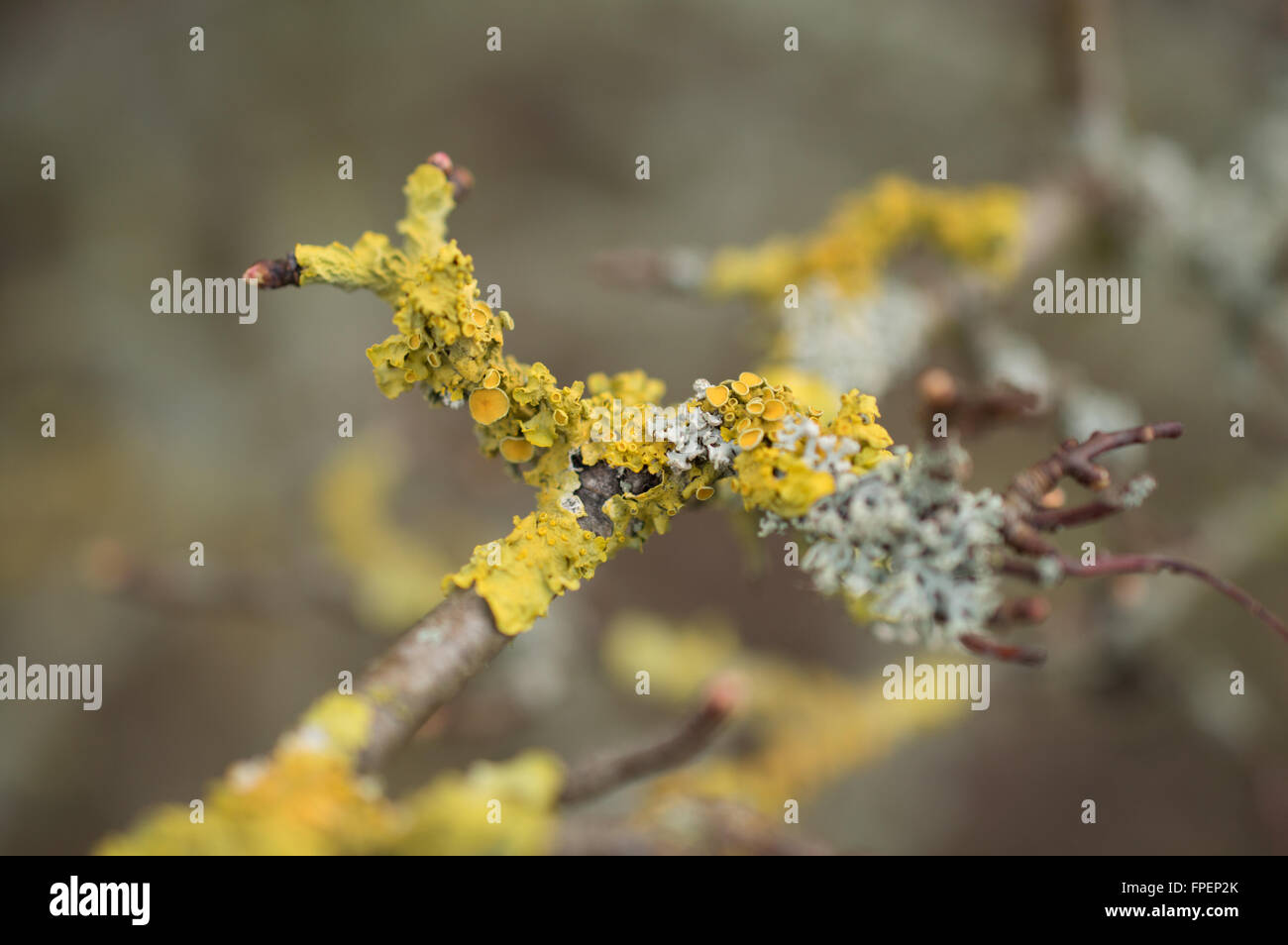 Lichen (Xanthoria parietina) growing on tree branch Stock Photo - Alamy
