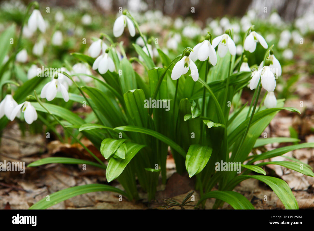 The first spring flower - snowdrop (Galanthus nivalis Stock Photo - Alamy