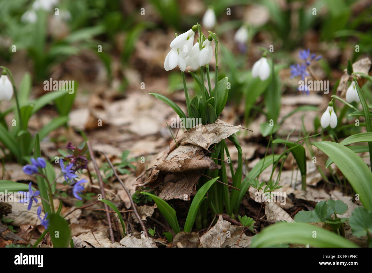 The first spring flower - snowdrop (Galanthus nivalis Stock Photo - Alamy