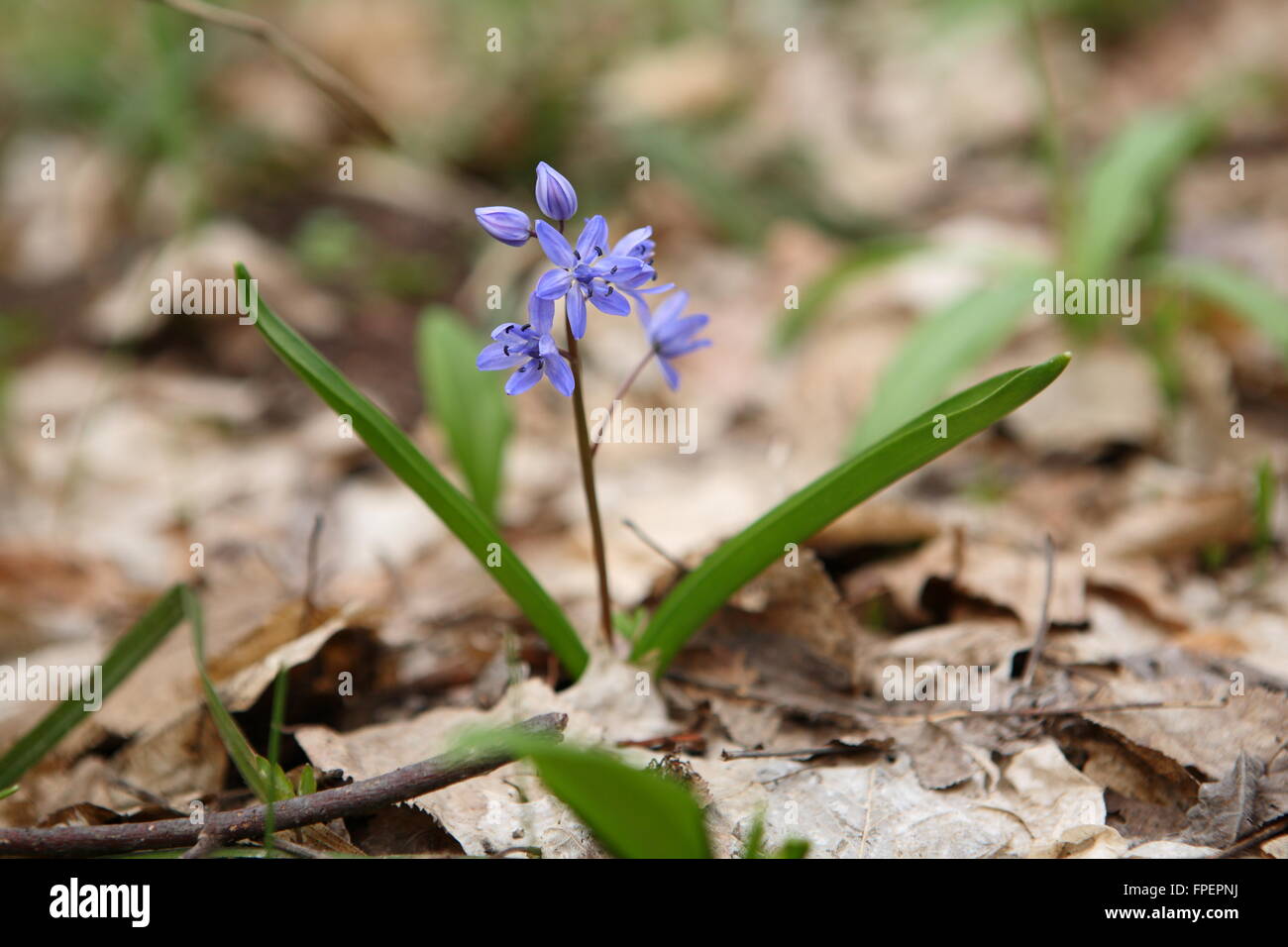Two-leaf squill - first flower of spring Stock Photo - Alamy