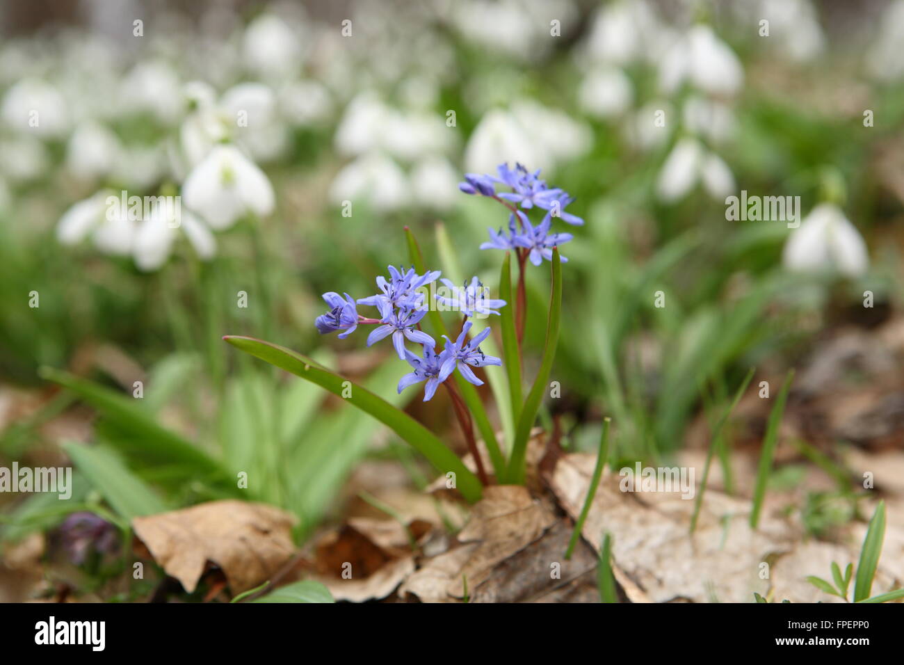 Two-leaf squill - first flower of spring Stock Photo - Alamy