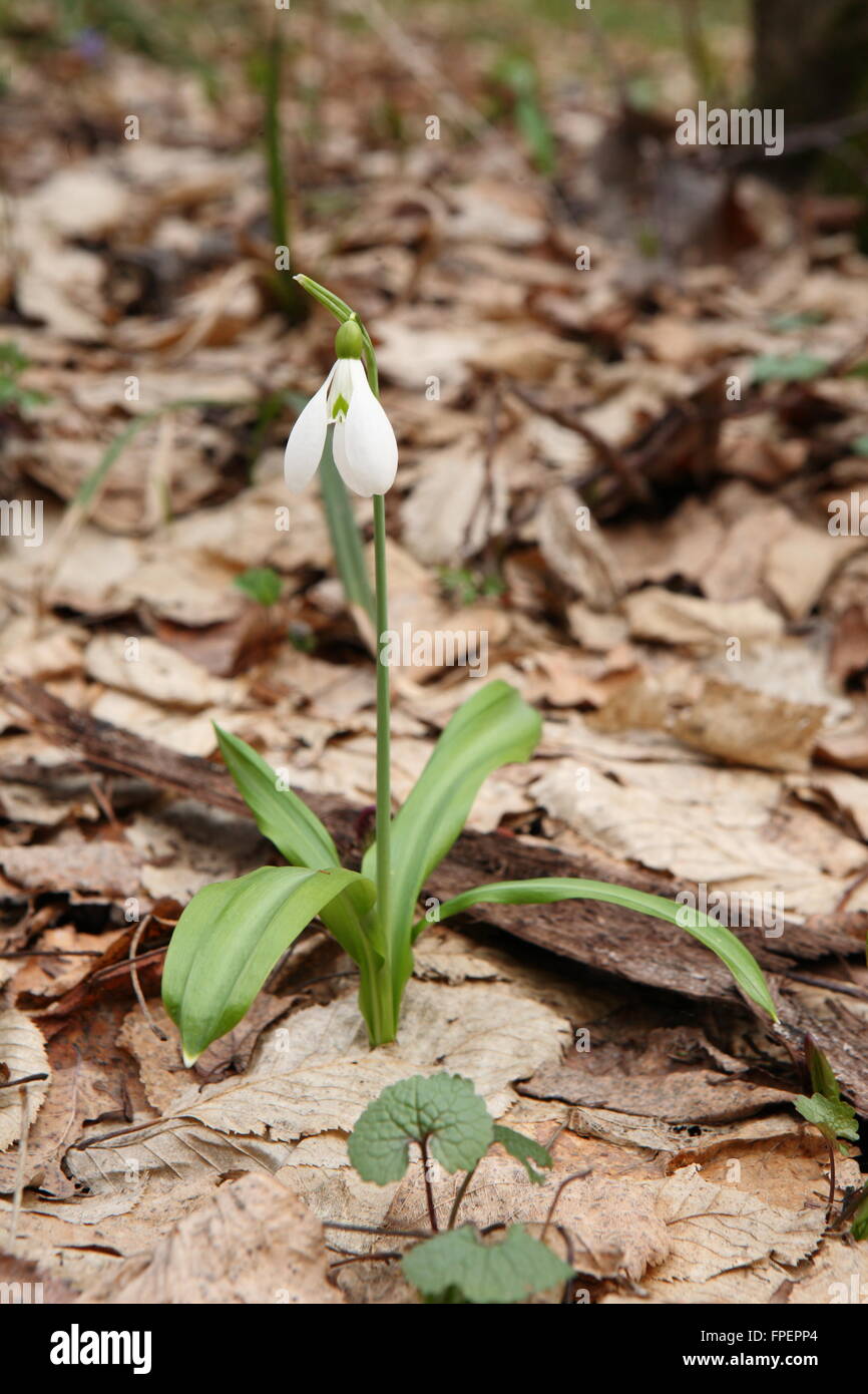The first spring flower - snowdrop (Galanthus nivalis Stock Photo - Alamy