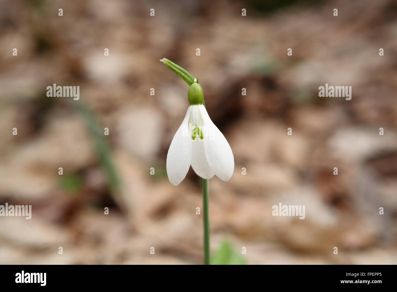 The first spring flower - snowdrop (Galanthus nivalis Stock Photo - Alamy