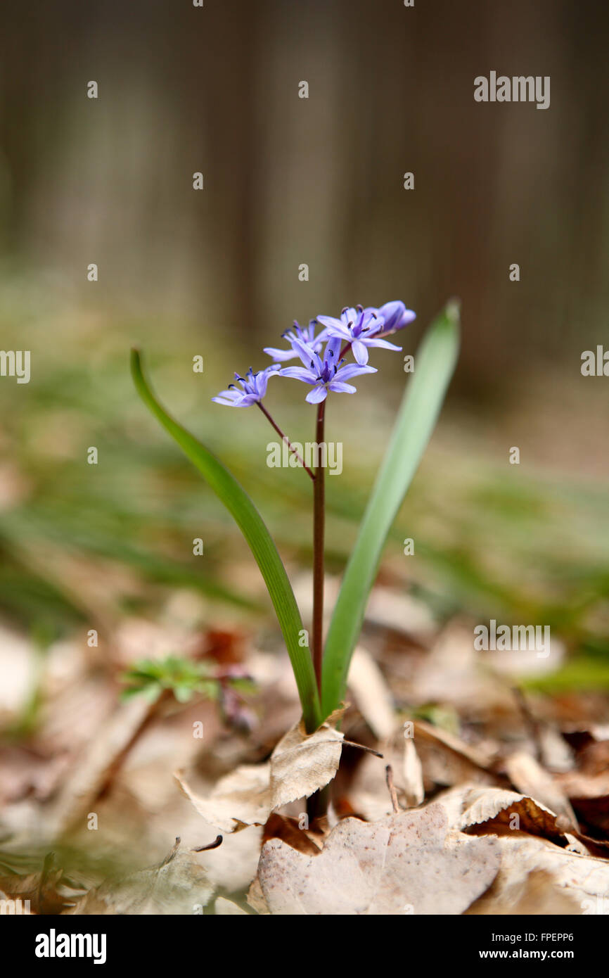 Two-leaf squill - first flower of spring Stock Photo - Alamy