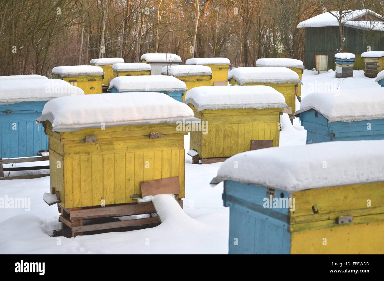 Beehives in apiary covered with snow in wintertime Stock Photo - Alamy