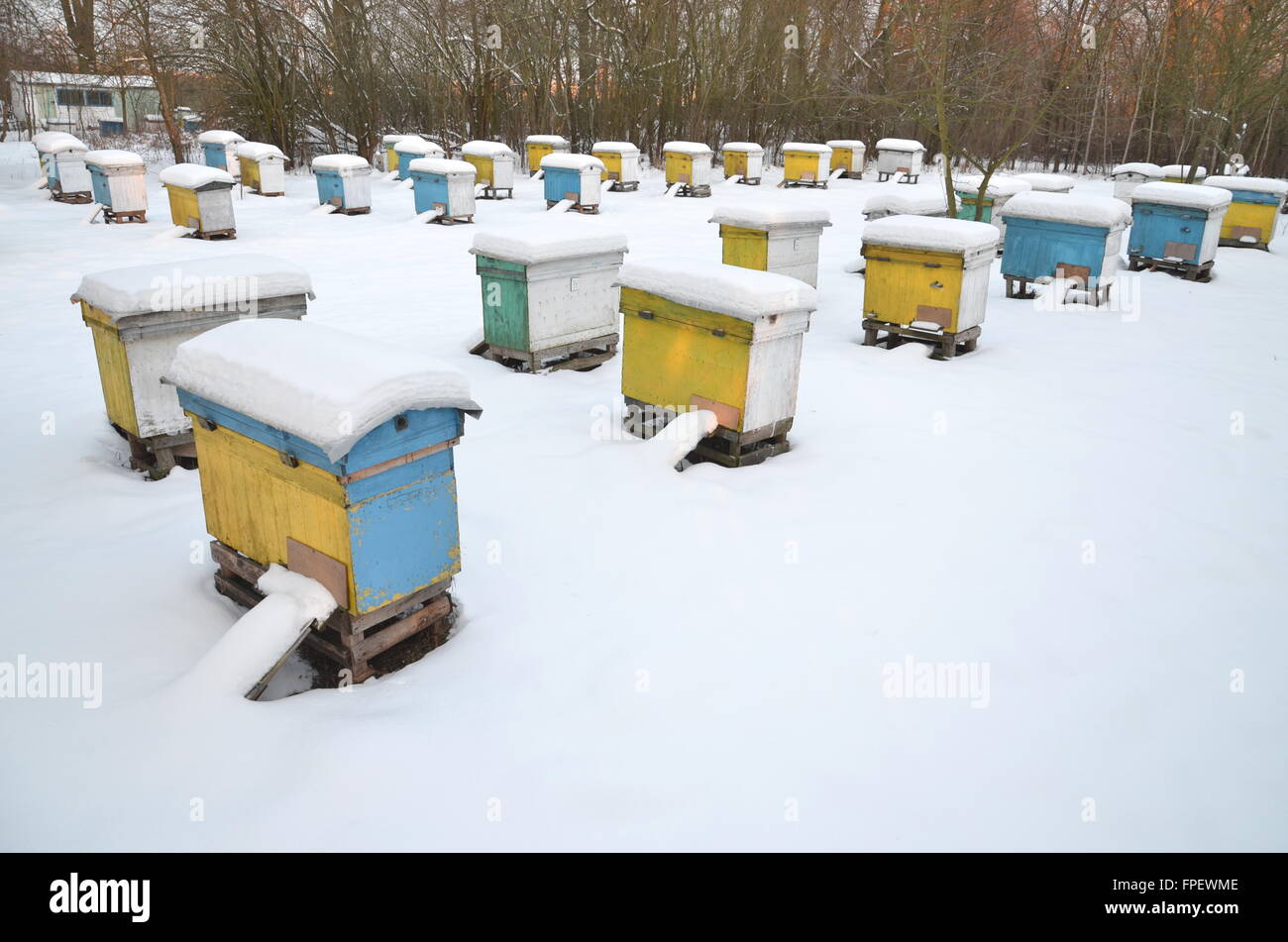 Beehives in apiary covered with snow in wintertime Stock Photo - Alamy
