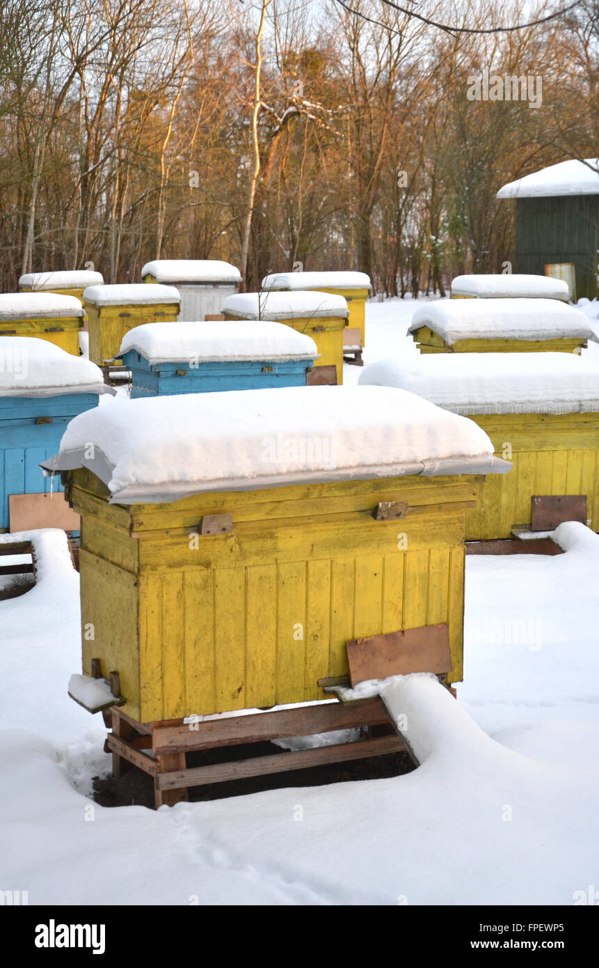 Beehives in apiary covered with snow in wintertime Stock Photo - Alamy
