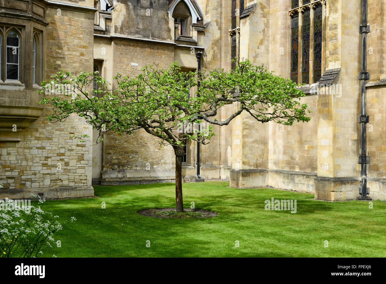 Newton Tree Trinity College High Resolution Stock Photography and ...