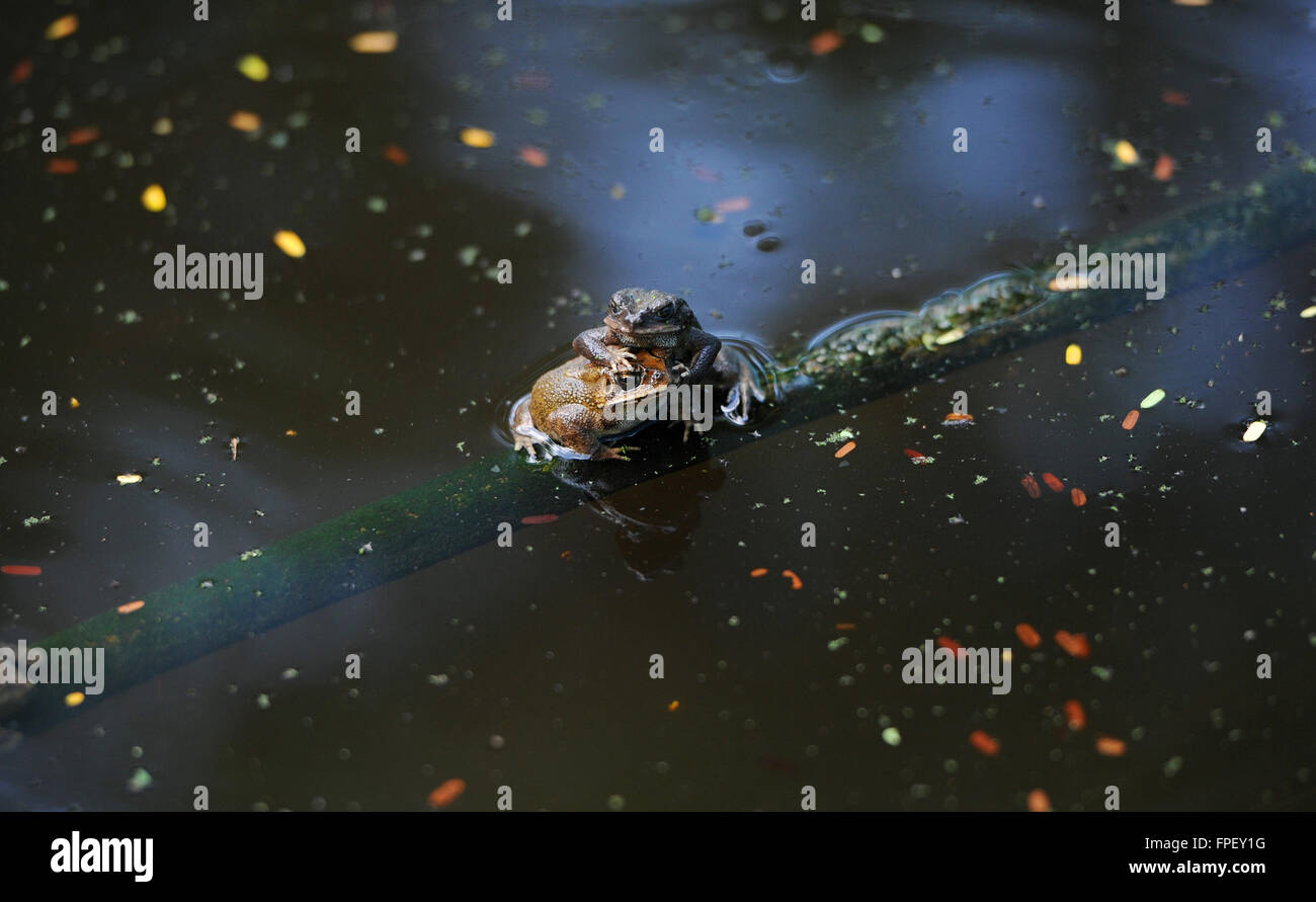 Water pollution india hi-res stock photography and images - Alamy