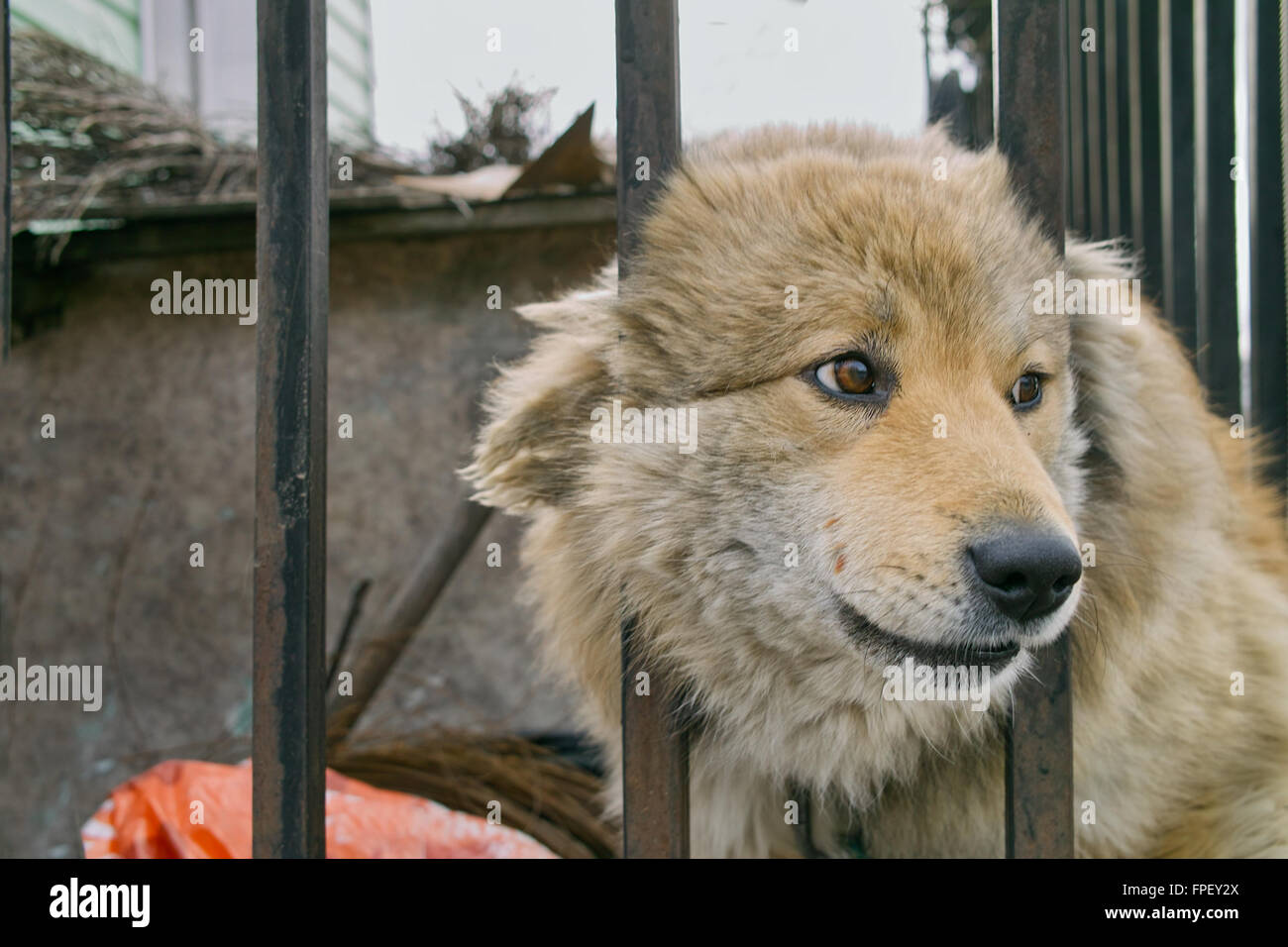 Tethered dog hi-res stock photography and images - Alamy