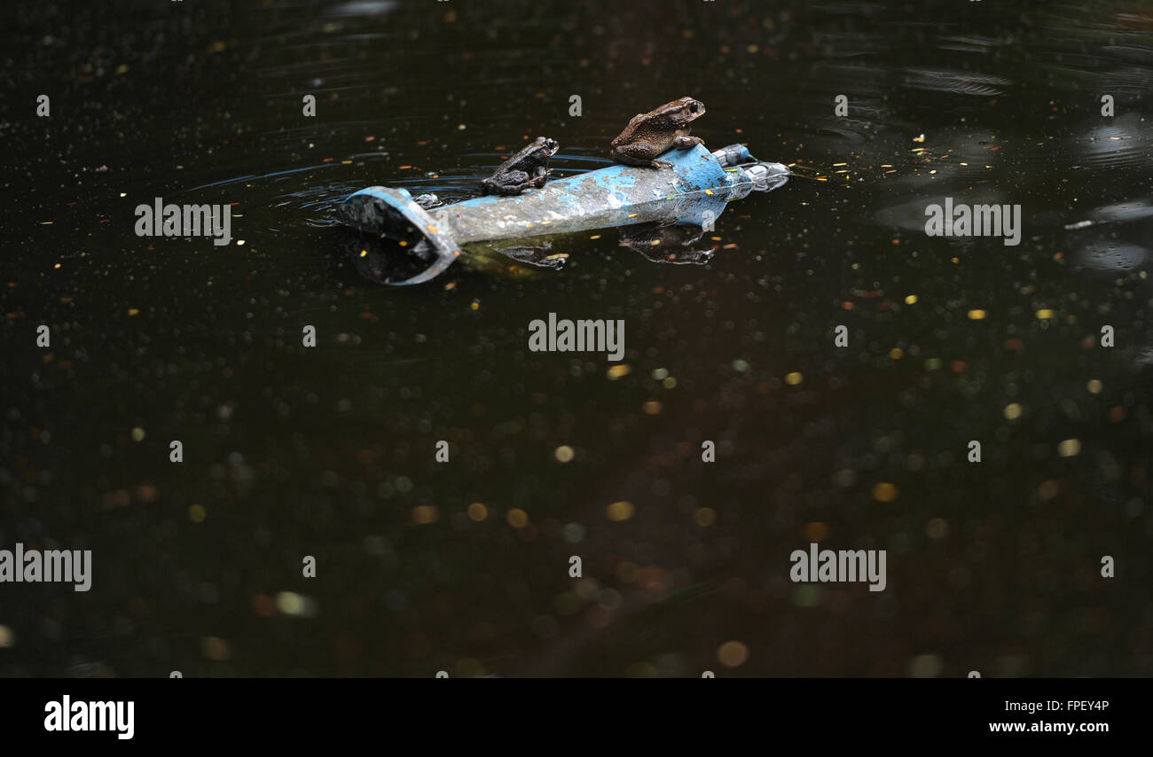 Frogs in Polluted drainage water.Common Frogs in Contaminated water, A ...