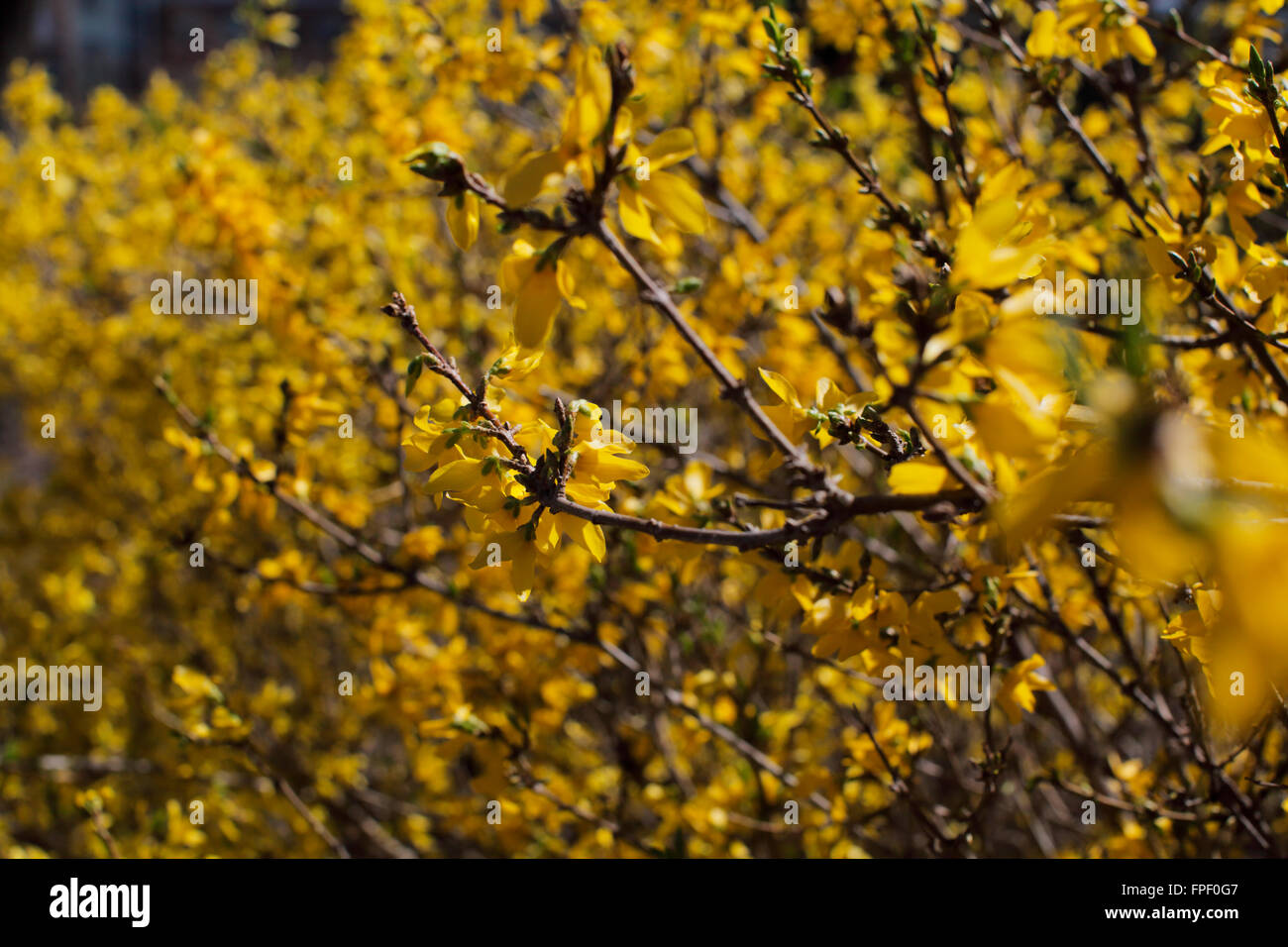 Yellow forsythia flowers Stock Photo - Alamy