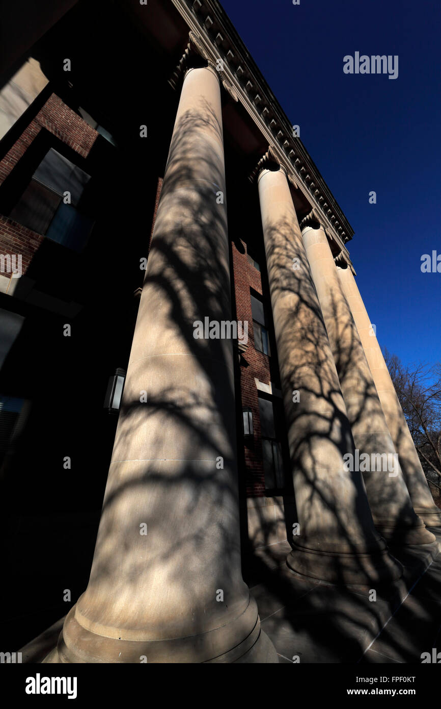 Tree branch columns hi-res stock photography and images - Alamy