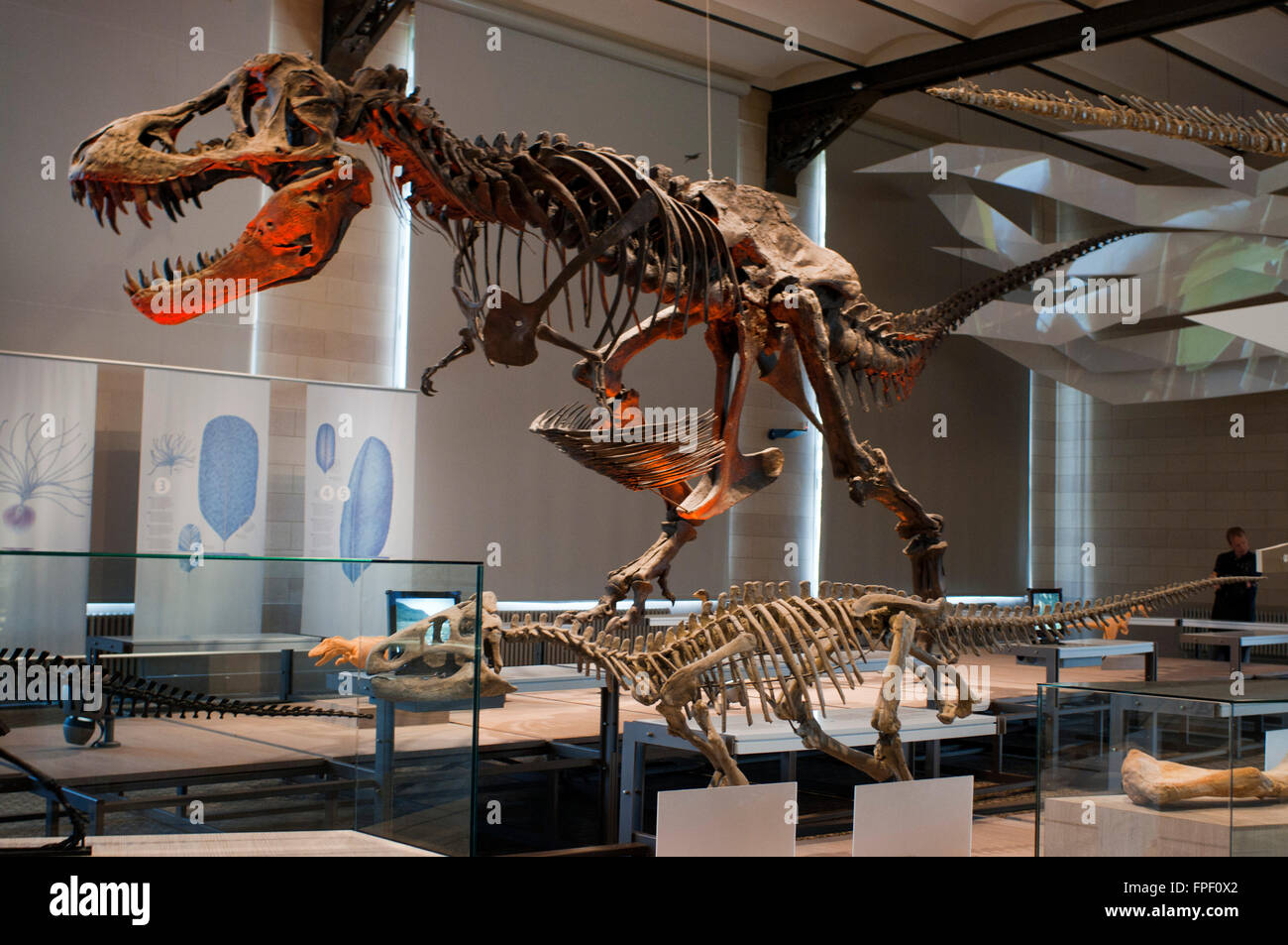 Skeletons of dinosaurs at the Dinosaur hall, Royal Belgian Institute of ...