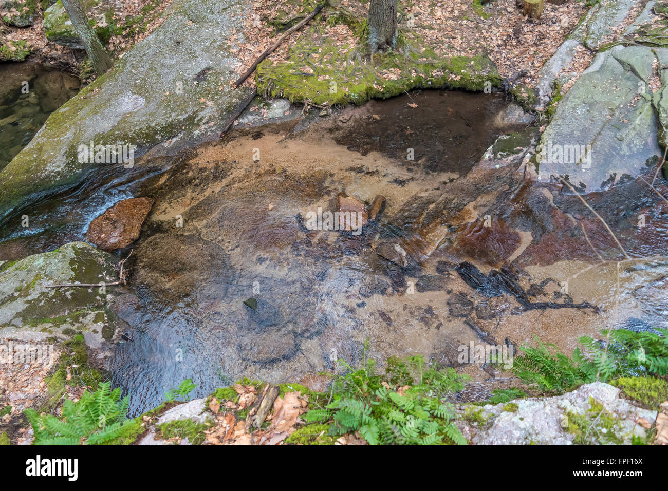 Pool in the woods hi-res stock photography and images - Alamy