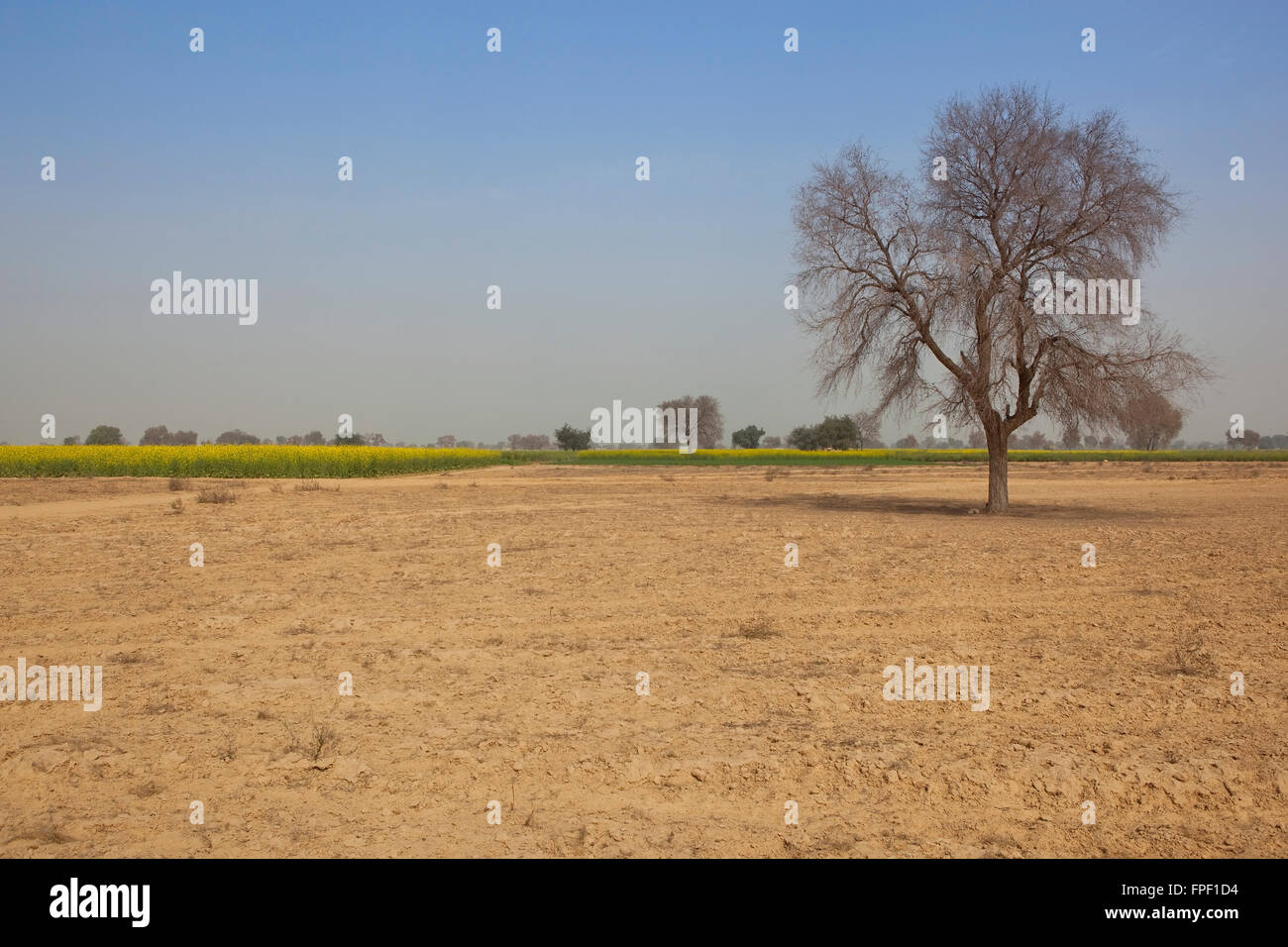 Abohar rural hi-res stock photography and images - Alamy