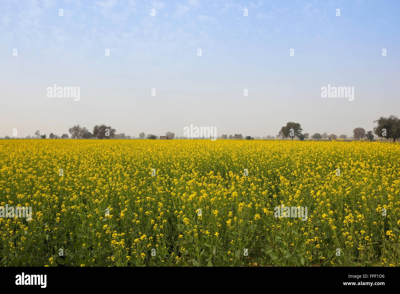 Flowering yellow mustard or rapeseed crops in Abohar rural, Ferozepur ...