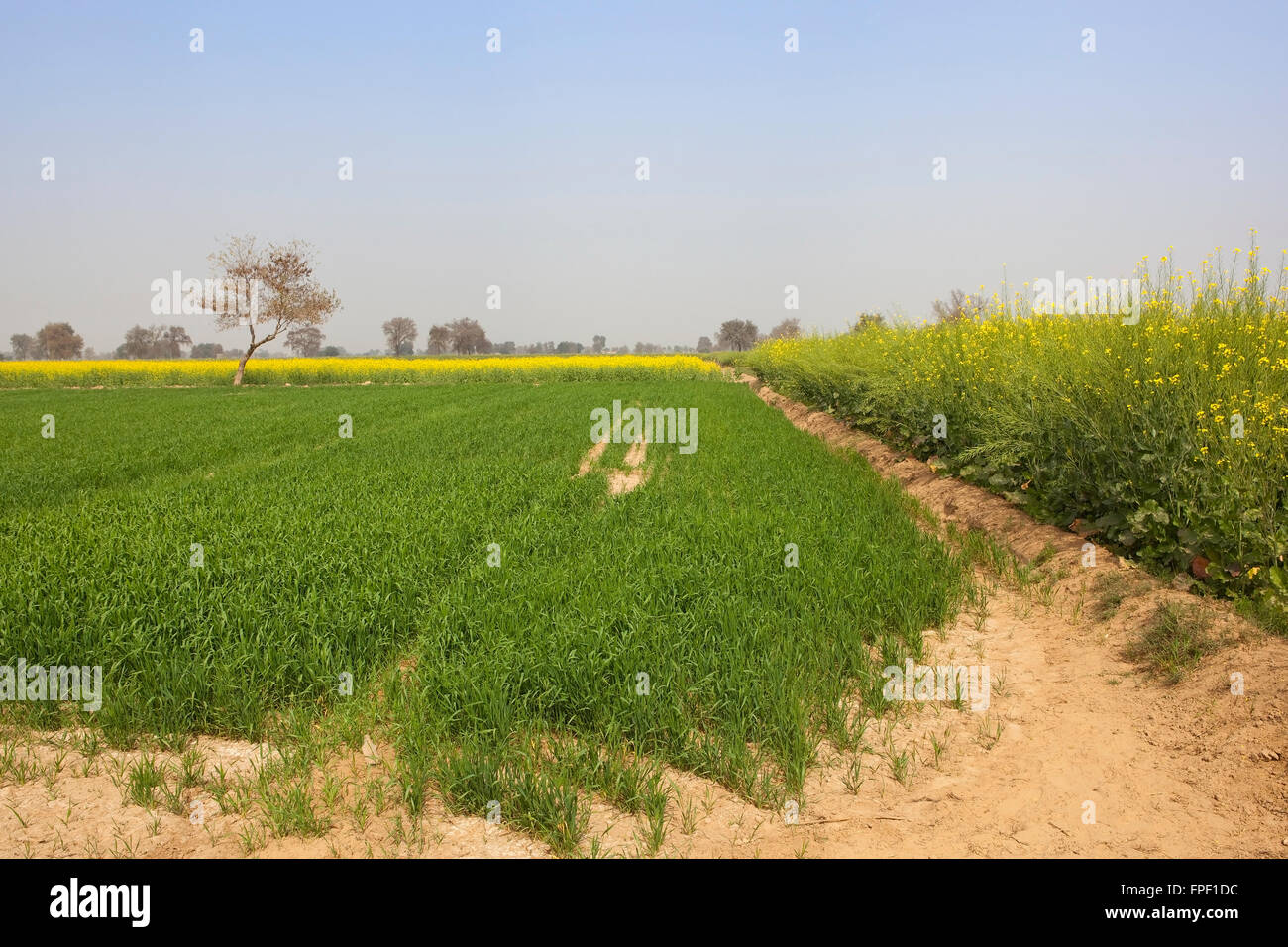 Wheat and mustard fields with trees on sandy soil in Abohar rural ...