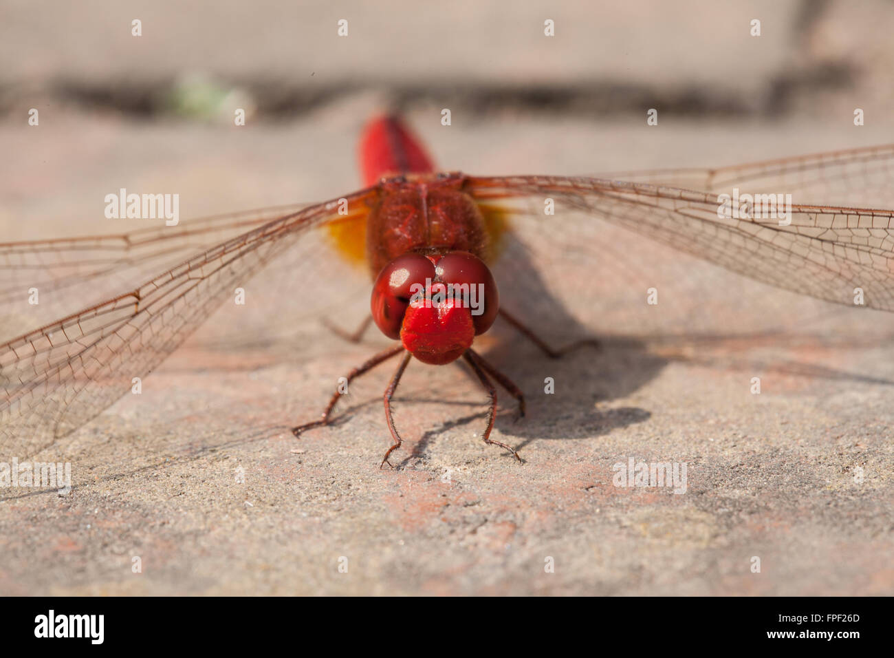 Seamless dragonfly pattern hi-res stock photography and images - Alamy