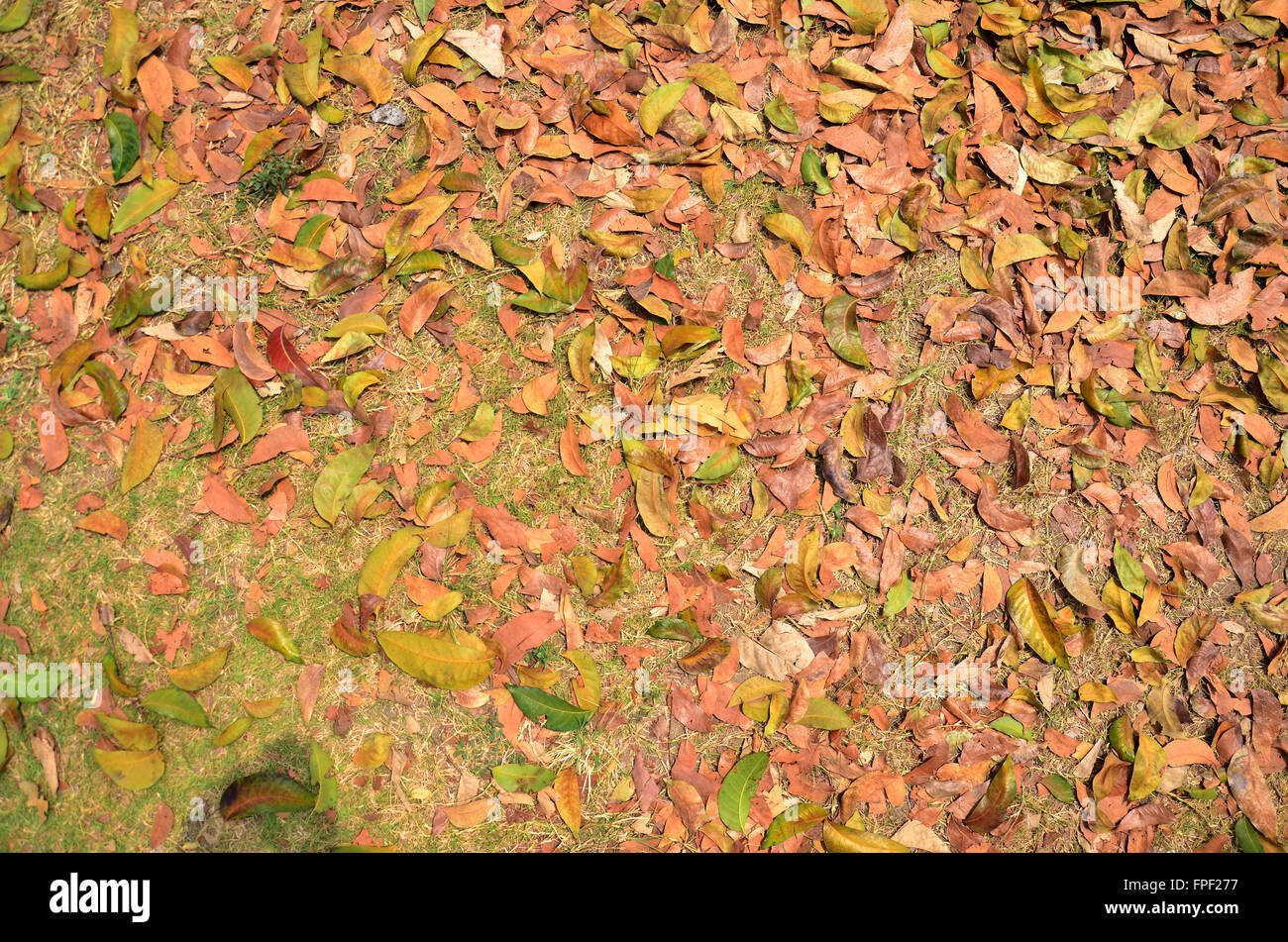 Grass and leaf background on floor in garden Stock Photo - Alamy