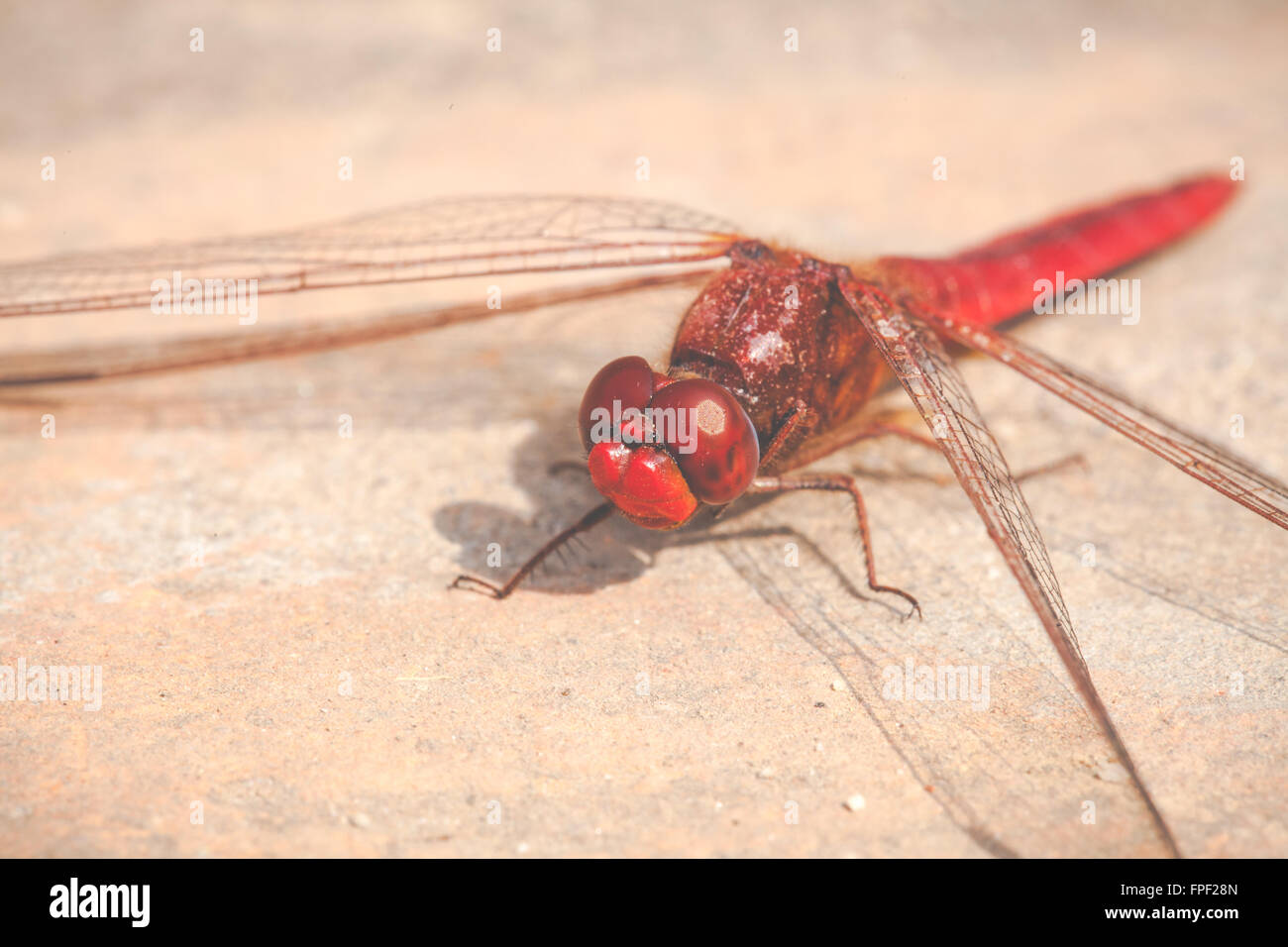 Dragonfly colors hi-res stock photography and images - Alamy