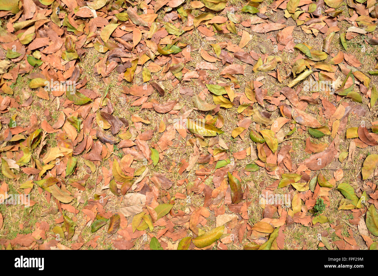 Grass and leaf background on floor in garden Stock Photo - Alamy