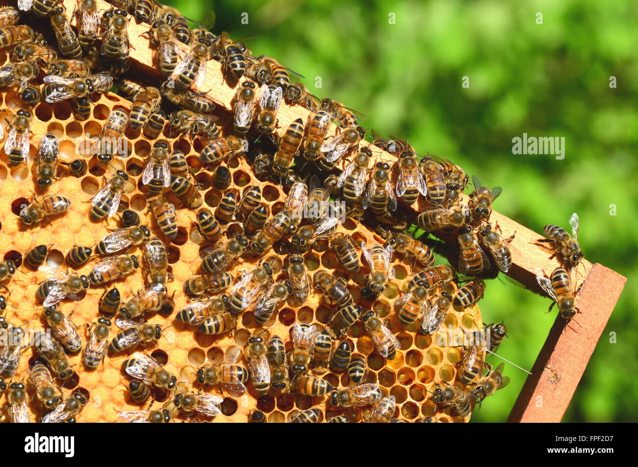 bees on honeycomb in apiary Stock Photo - Alamy