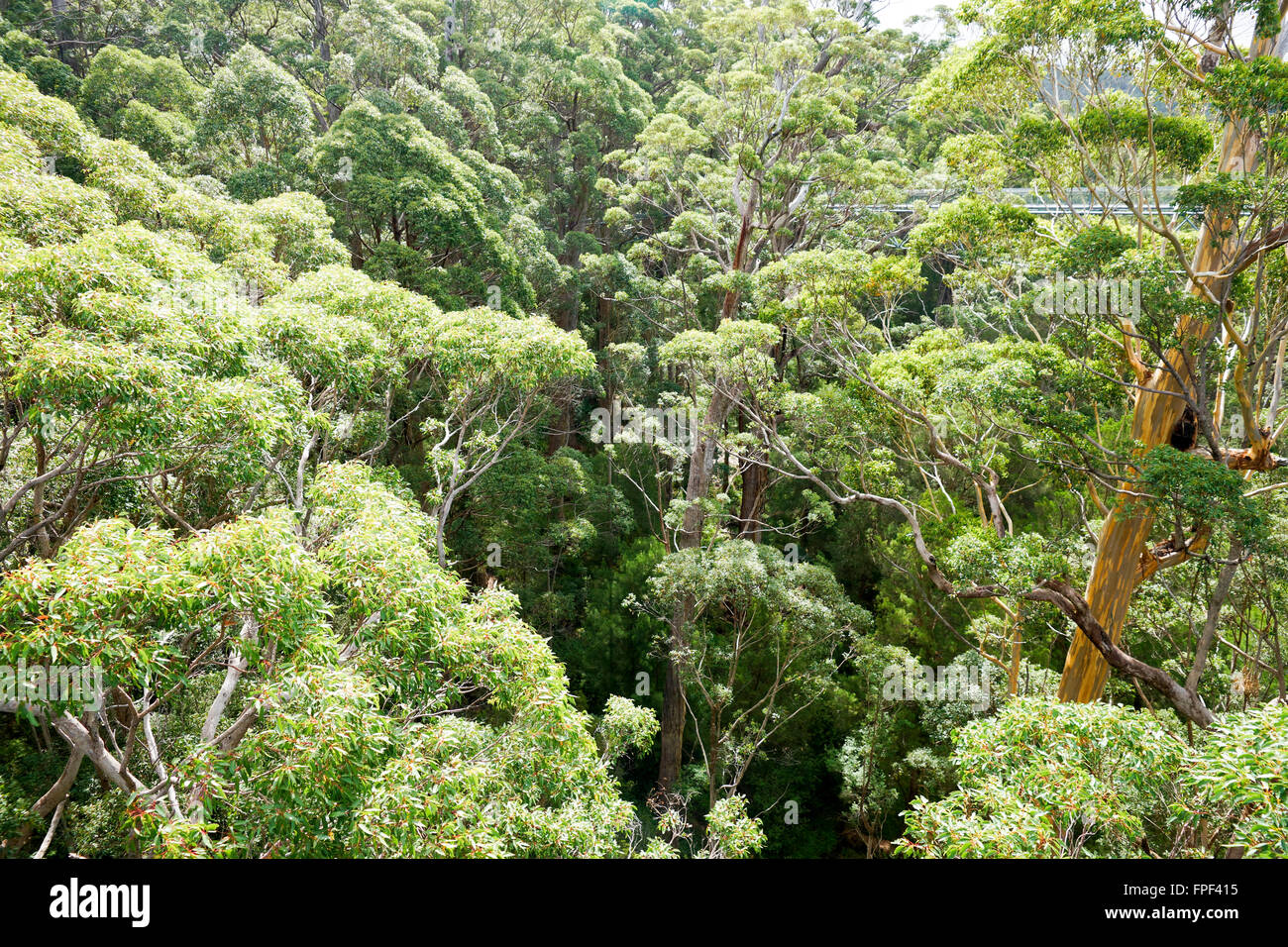 Tree Walk in Western Australia near Walpole in the Red Tingle Forests ...