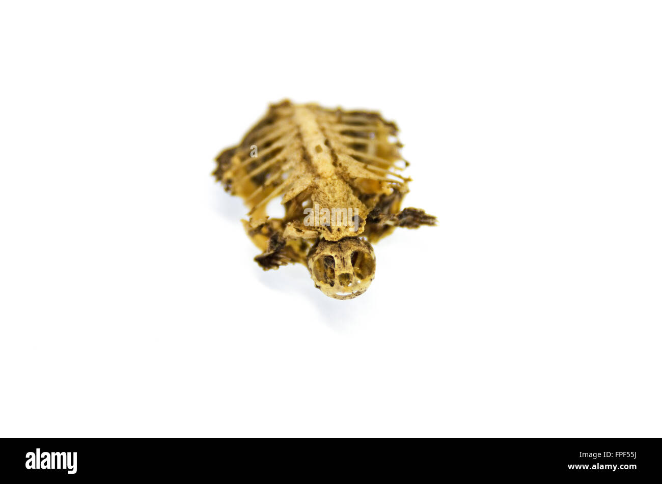 Baby snapping turtle hi-res stock photography and images - Alamy