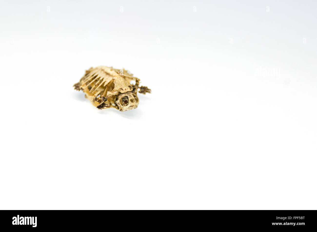 Baby snapping turtle hi-res stock photography and images - Alamy