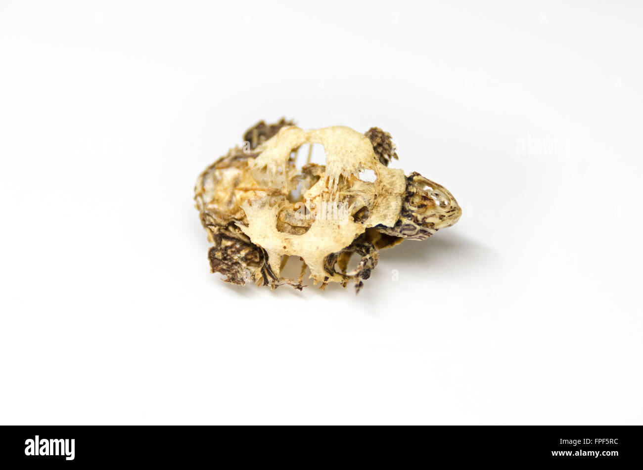 Baby snapping turtle hi-res stock photography and images - Alamy