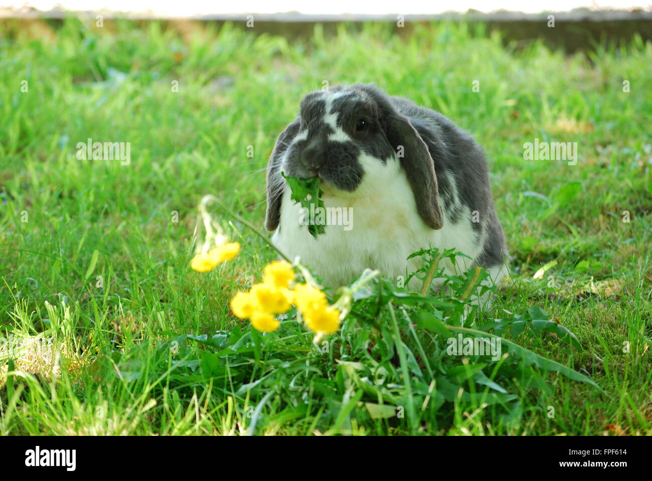 A rabbit eats a dandelion leaf in a garden in summer Stock Photo - Alamy